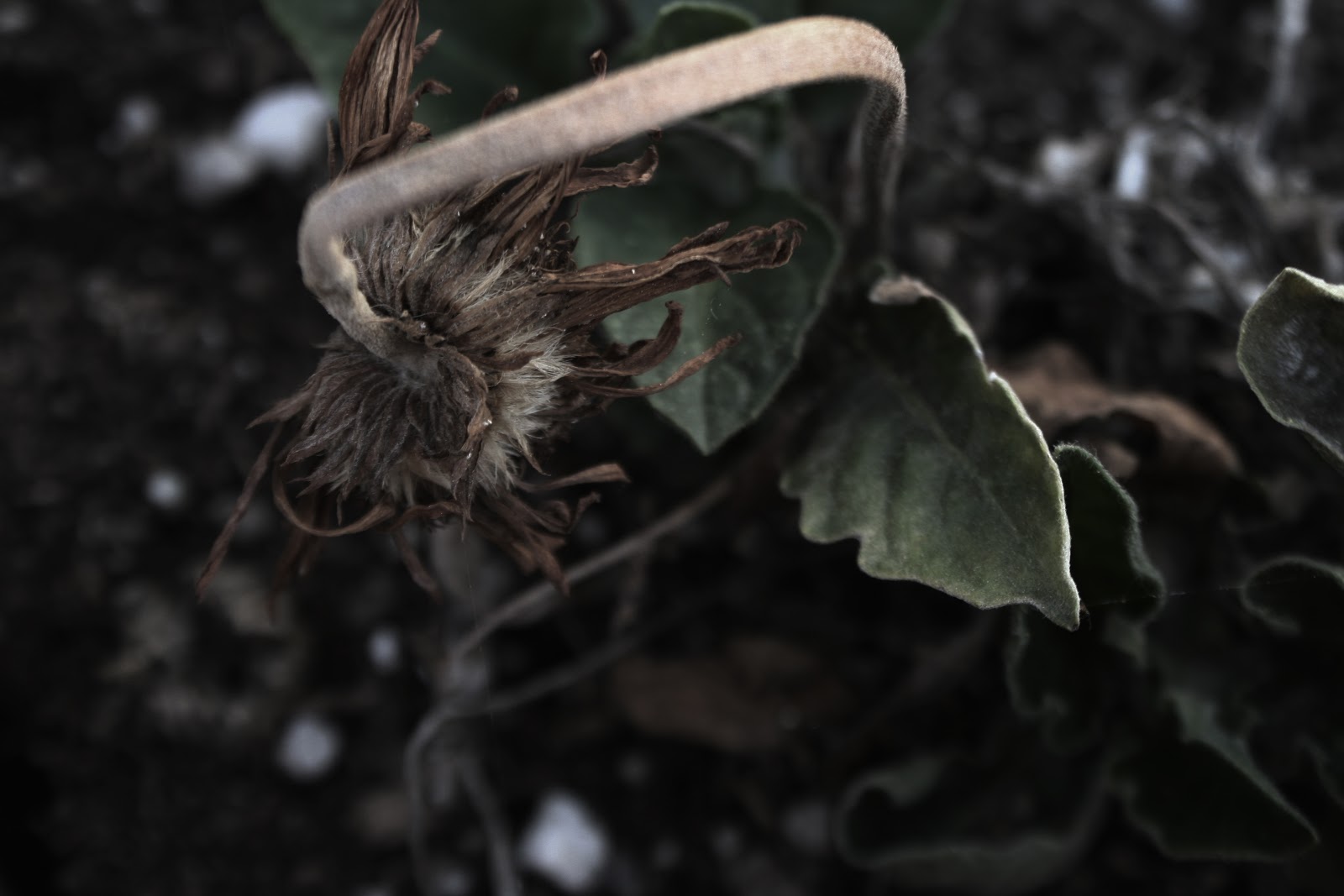 Sierra Elisabeth Photography: The Decay of Nature