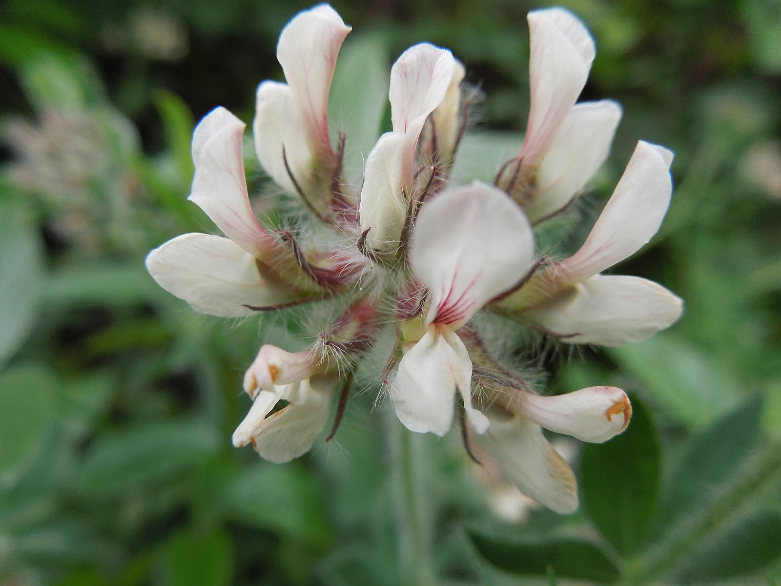 HIERBA DE PASTOR - BOTÀNIC SERRAT