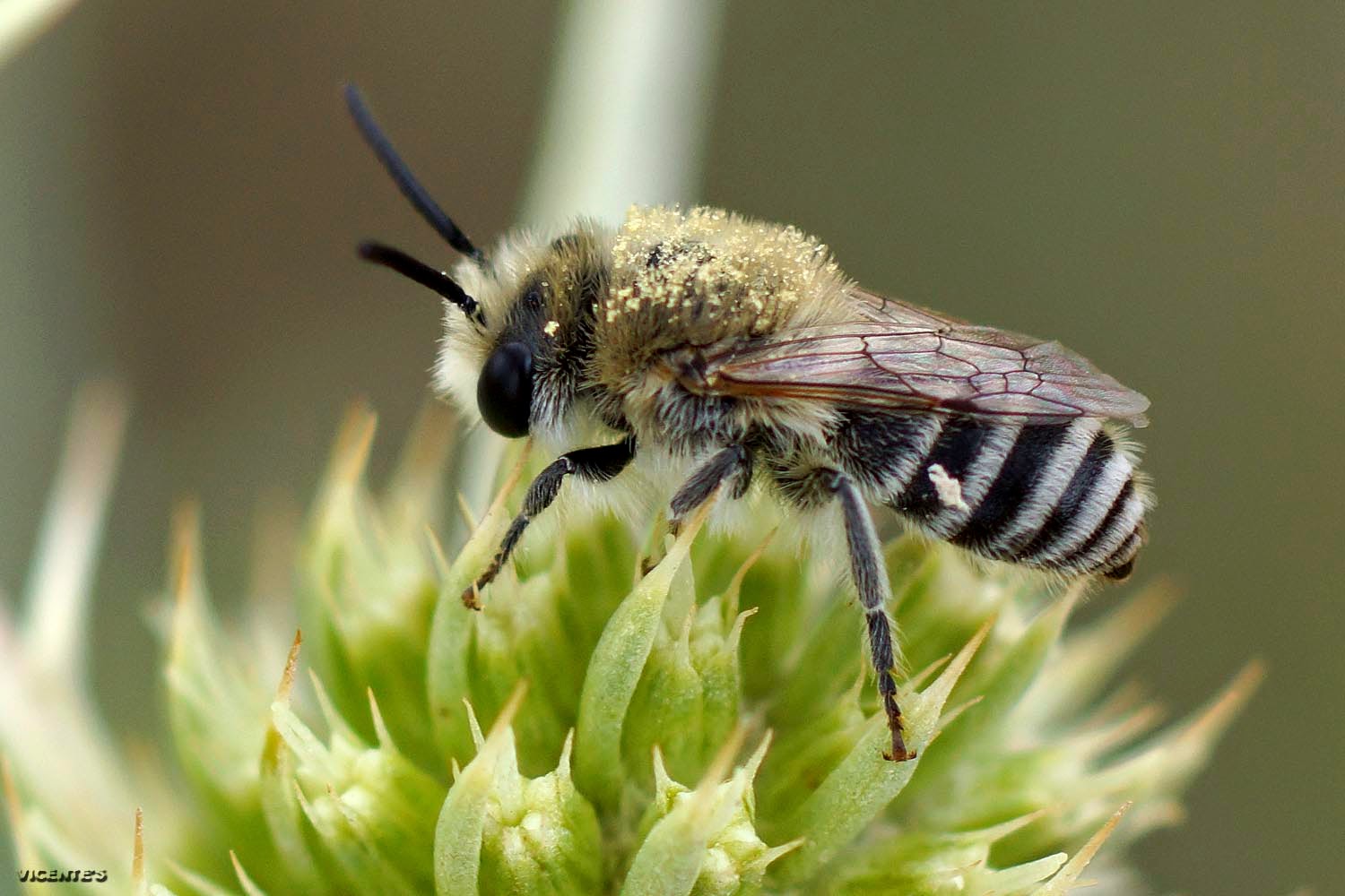 Fauna silvestre de Hormaza: Anthophora bimaculata