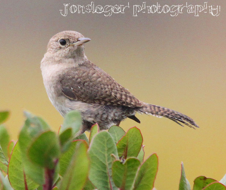 Northern Illinois Birder: June is Baby Bird Month