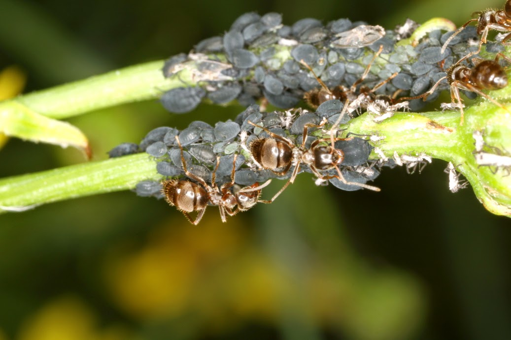 :: Lasius neglectus ::lasius neglectus