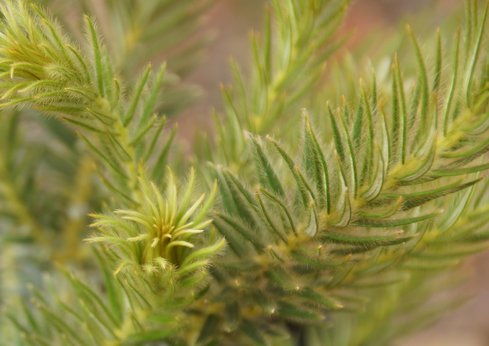 Phylica pubescens And Other New Plants