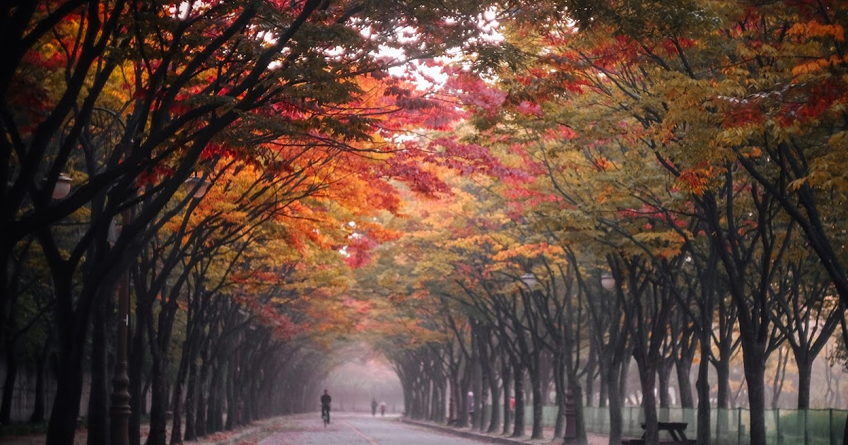 Chasing the Falling Leaves - Autumn at Incheon Grand Park - Mini en Monde