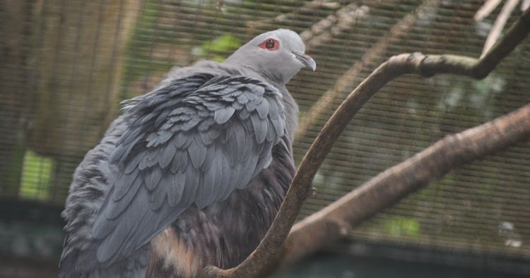 ZOOTOGRAFIANDO (6.100 ANIMALS): DÚCULA DE PINON / PINON´S IMPERIAL ...