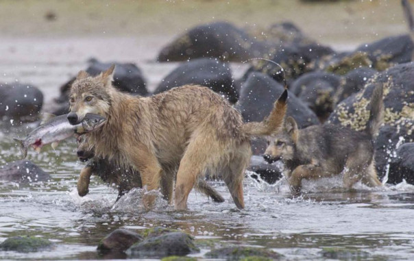 White Wolf : Meet the Rare Sea Wolves With Two Paws in the Ocean and ...