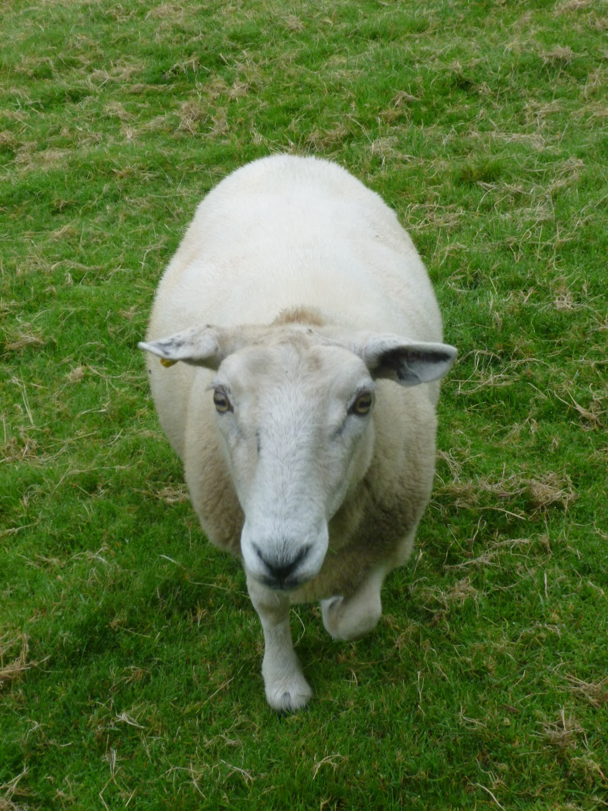 Our New Life in the Country: Poorly Sheep