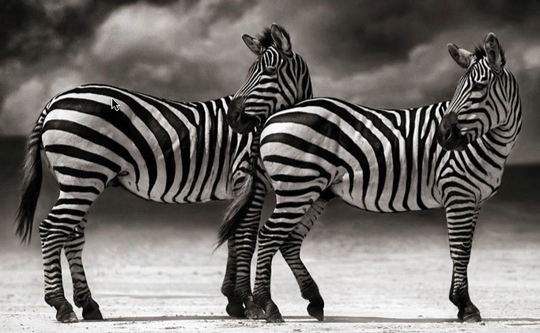 chippep: AFRICAN ANIMALS