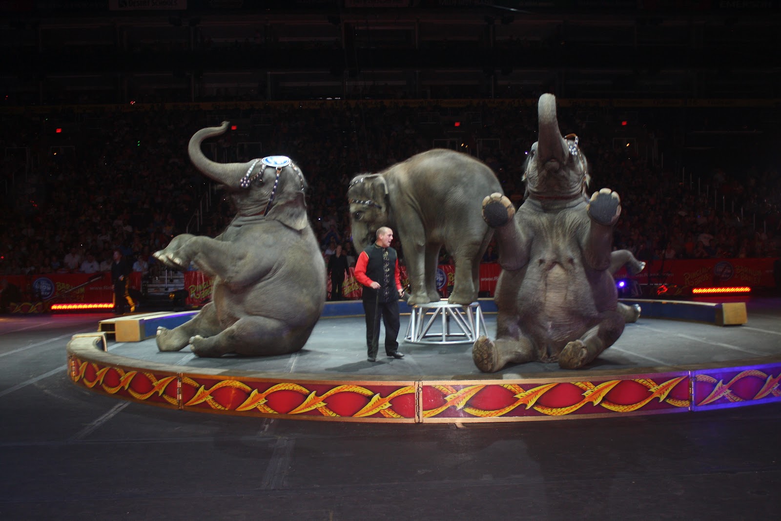 A Joyful Girl...: A Pyramid of Pachyderms