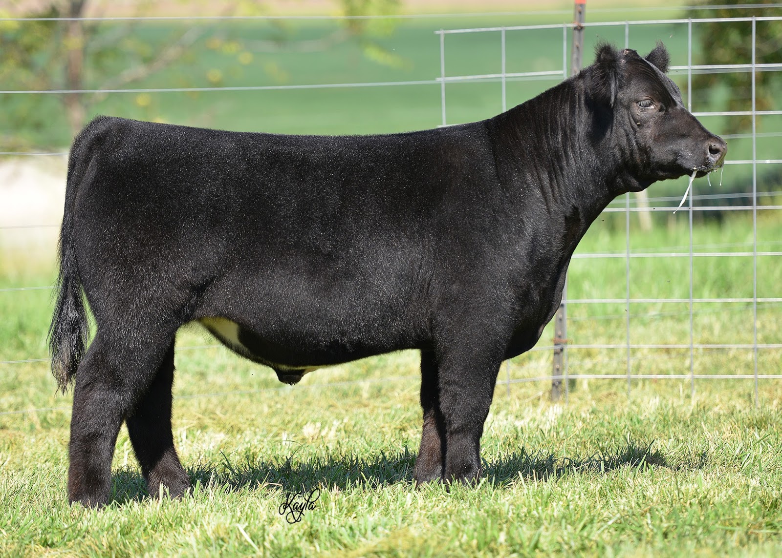 RCC Blog: Snake Run Cattle / Meadow Lake Sale Tonight!