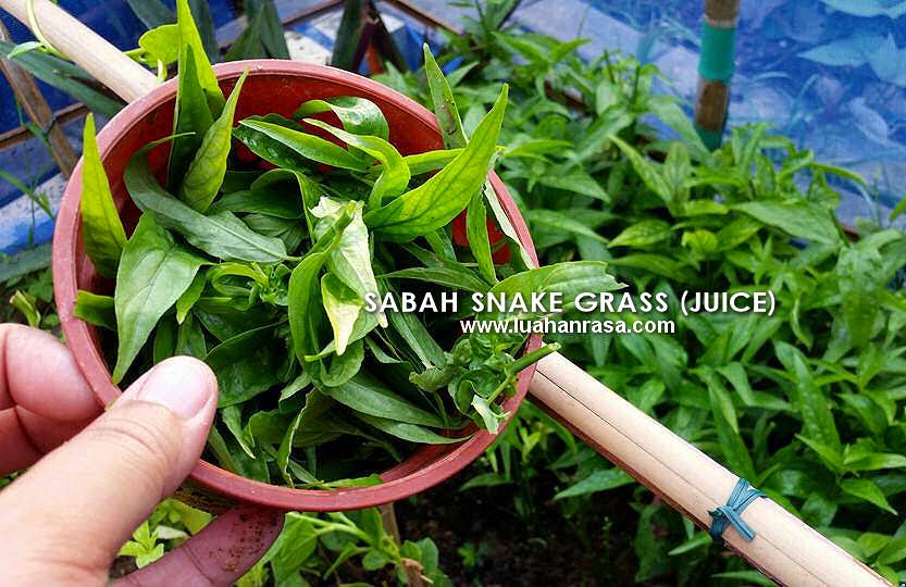 Herbs Info: Sabah Snake Grass - Healing & Benefits