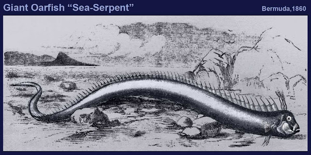 GET A LIFE NOW: Giant Oarfish