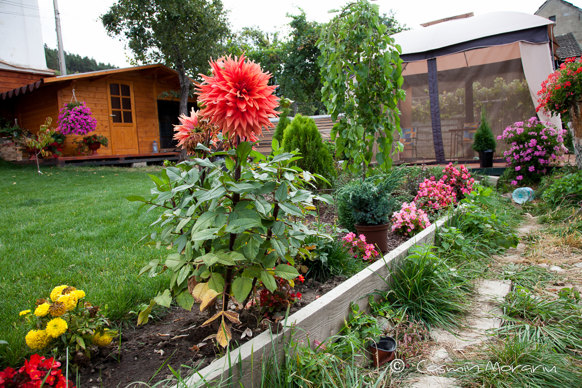 Gradina mea de VIS...