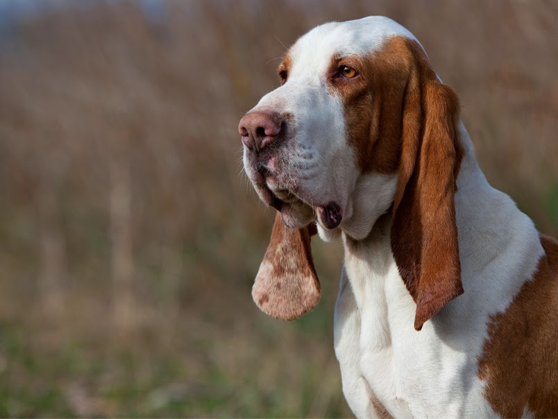 Todo Sobre Perros: Sabueso español