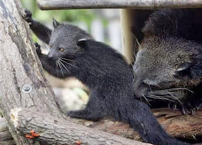 The Binturong Animals | Amazing Facts & News Pictures | The Wildlife