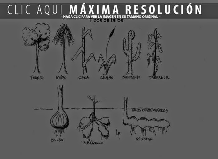 EL RINCON DE UN JARDIN: EL TALLO