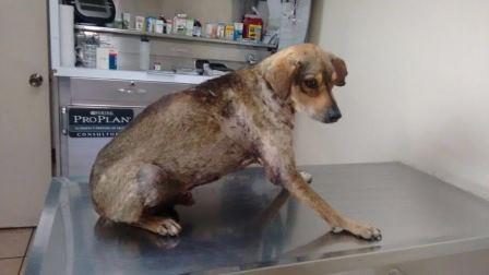 Caso de maltrato animal - TIJUANA NOTICIAS