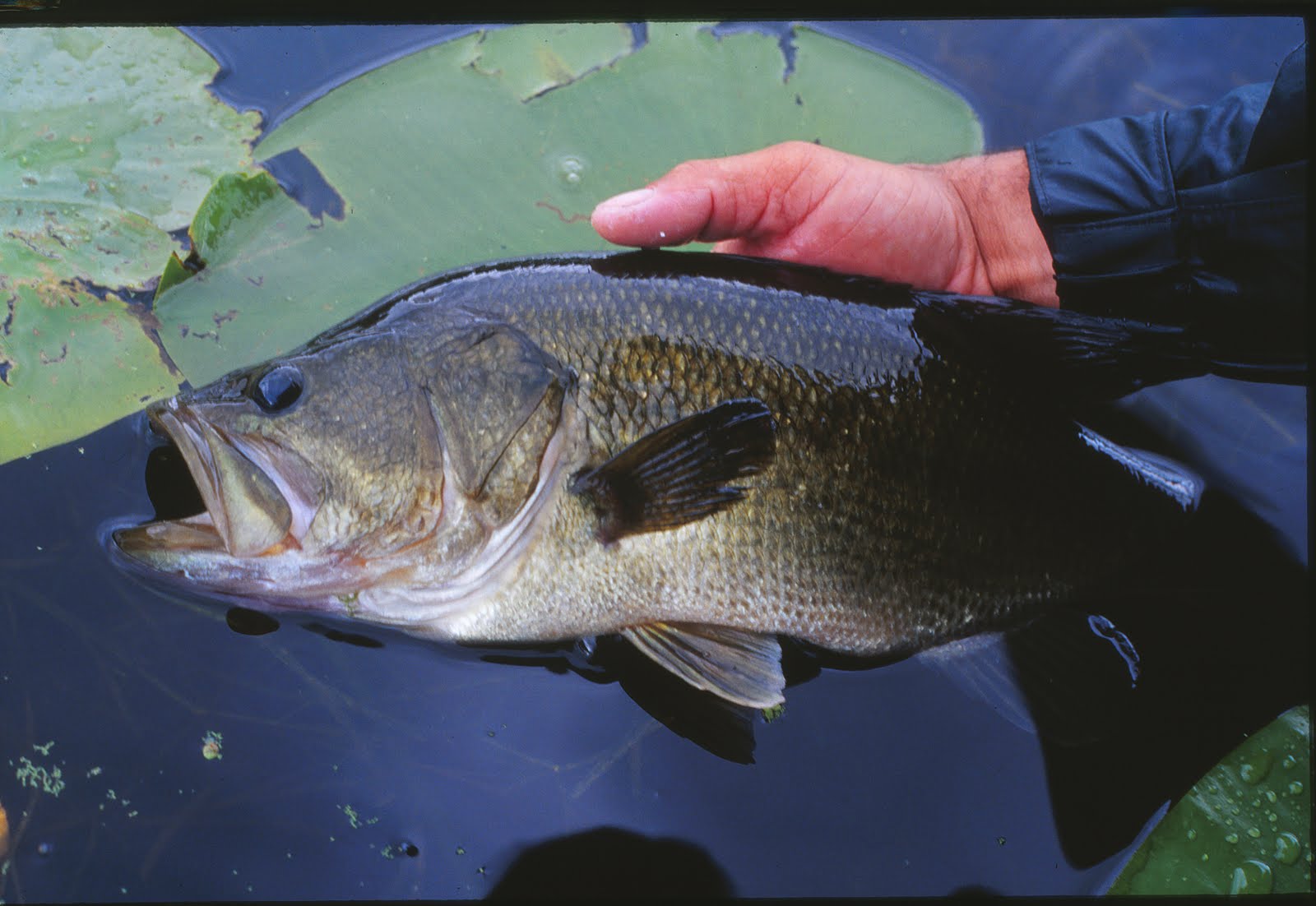 IBASSIN: Big Topwaters for Big Bass part 2