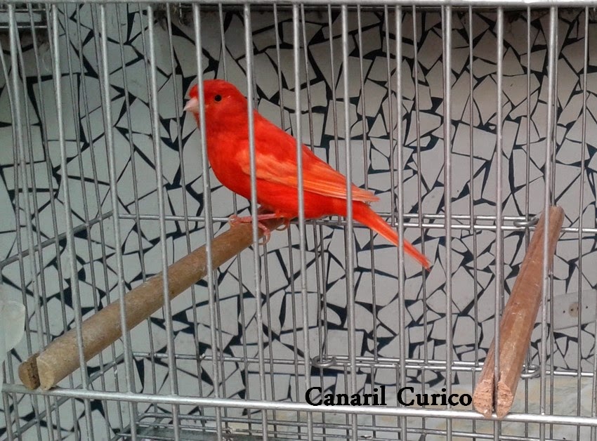 Canaril Curico - Canário de Cor: Canário Vermelho Intenso Macho - à Venda