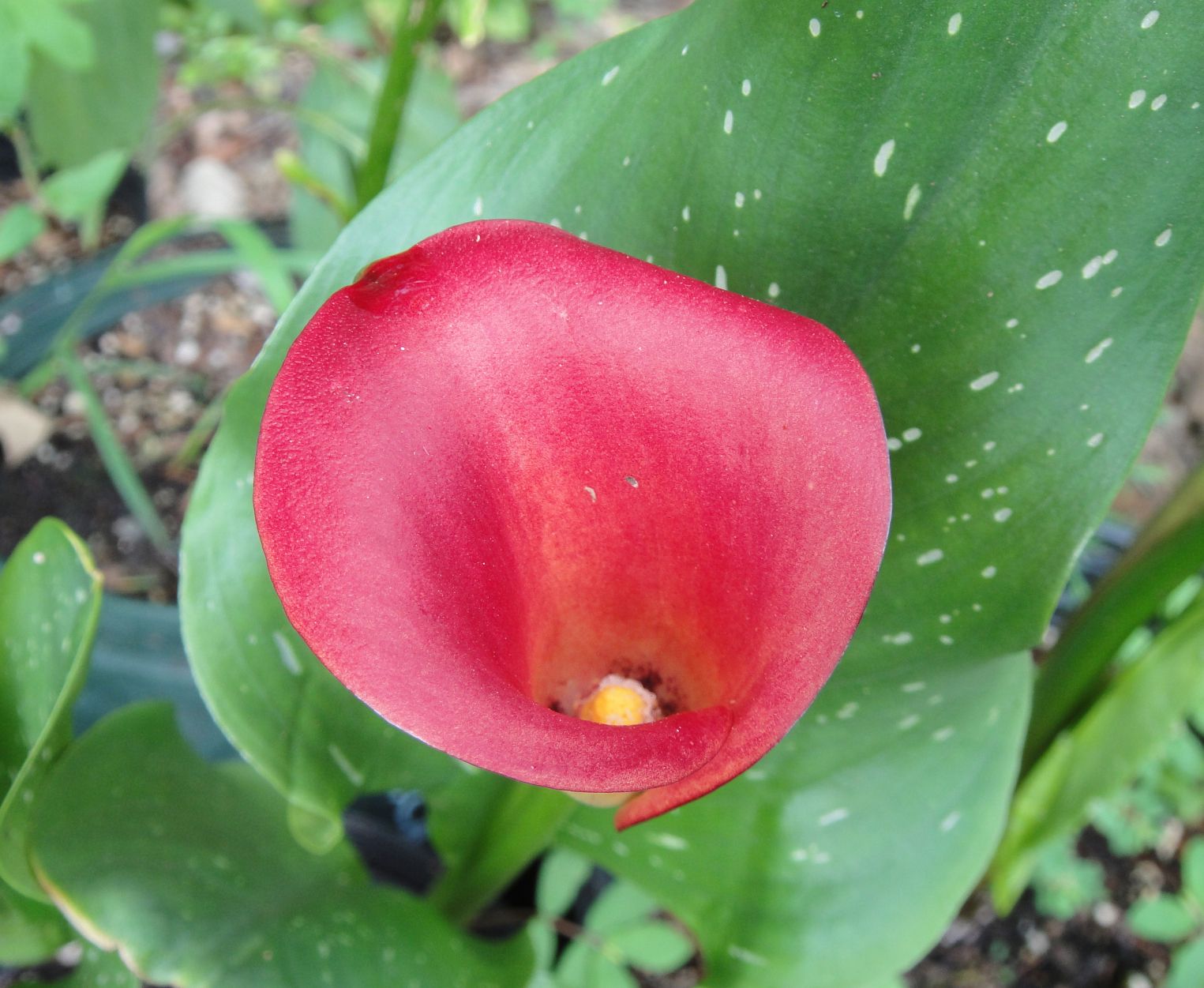 Gallery of Callas Lilies by Color: Red Calla Lilies