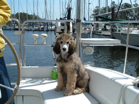 Huxtable The Poodle | Toy Poodle Blog | Parti Poodle: The Sailor: Sable ...