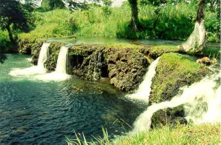 BOSQUE TROPICAL - www.Geozonasregionales.com