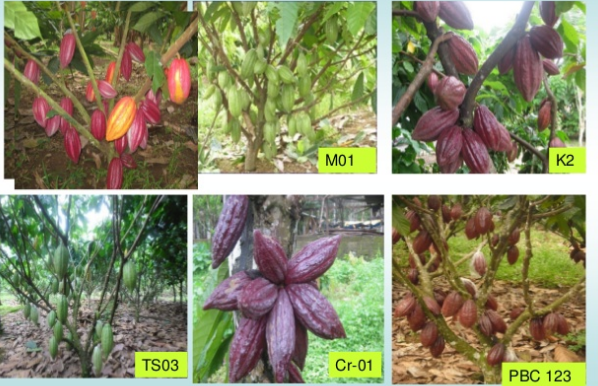cpb_CocoaPinasBlogs: How to determine cacao variety accredited?