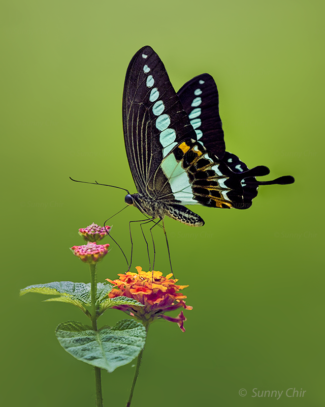 Butterflies of Singapore: Favourite Nectaring Plants #3