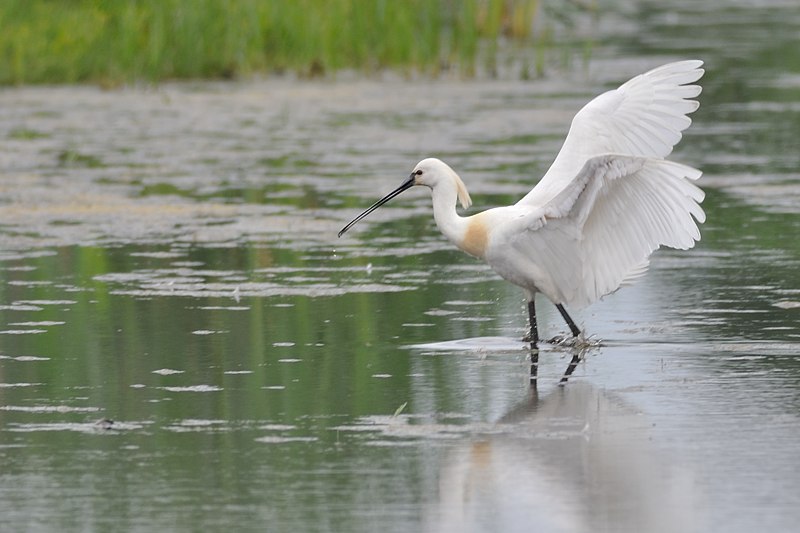 Outdoor Photography: Lepelaar in de Vockestaert