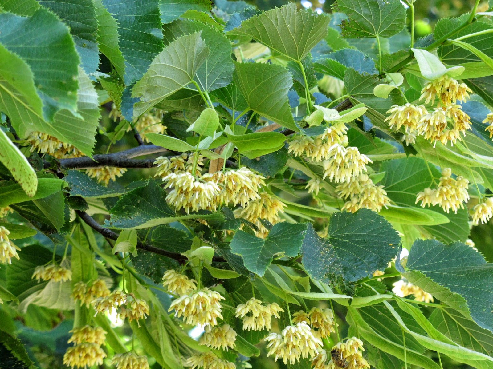 En el jardin: Tilos: ese dulce aroma en el aire