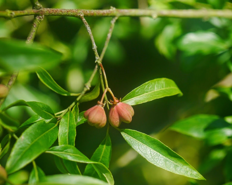 Instantes botánicos: Bonetero Euonymus europaeus