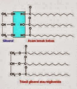 TRIGLISEROL (TRIGLISERIDA) | BiologiReguler B