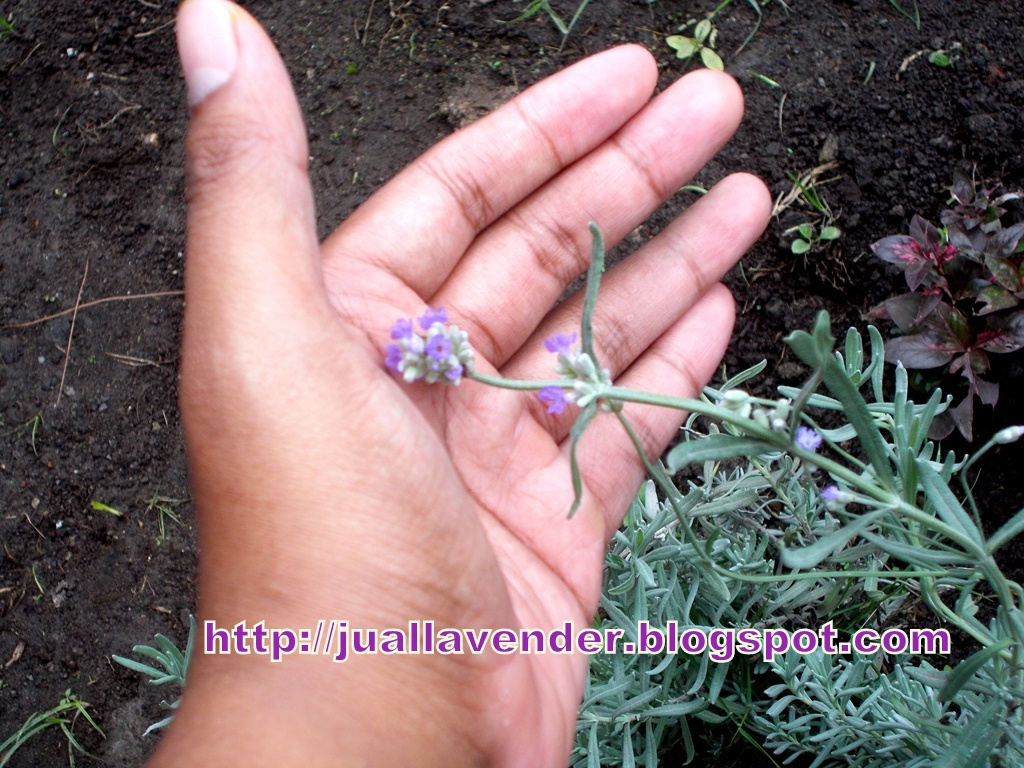 Jual Benih Bunga Lavender (Lavandula Angustifolia)