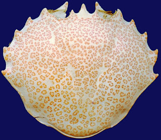 El Monóculo: Carapacho, una curiosidad lingüística.