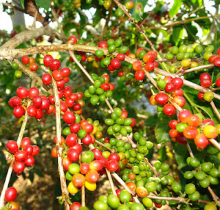 CIRI, AROMA DAN KOPI ARABIKA - TANAMAN HIAS DAUN