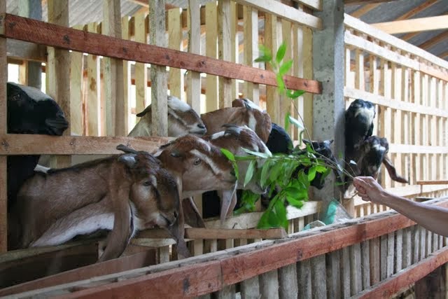 Budidaya Kambing dan Domba | Nasa Sumatera