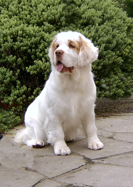 About Dog Clumber Spaniel