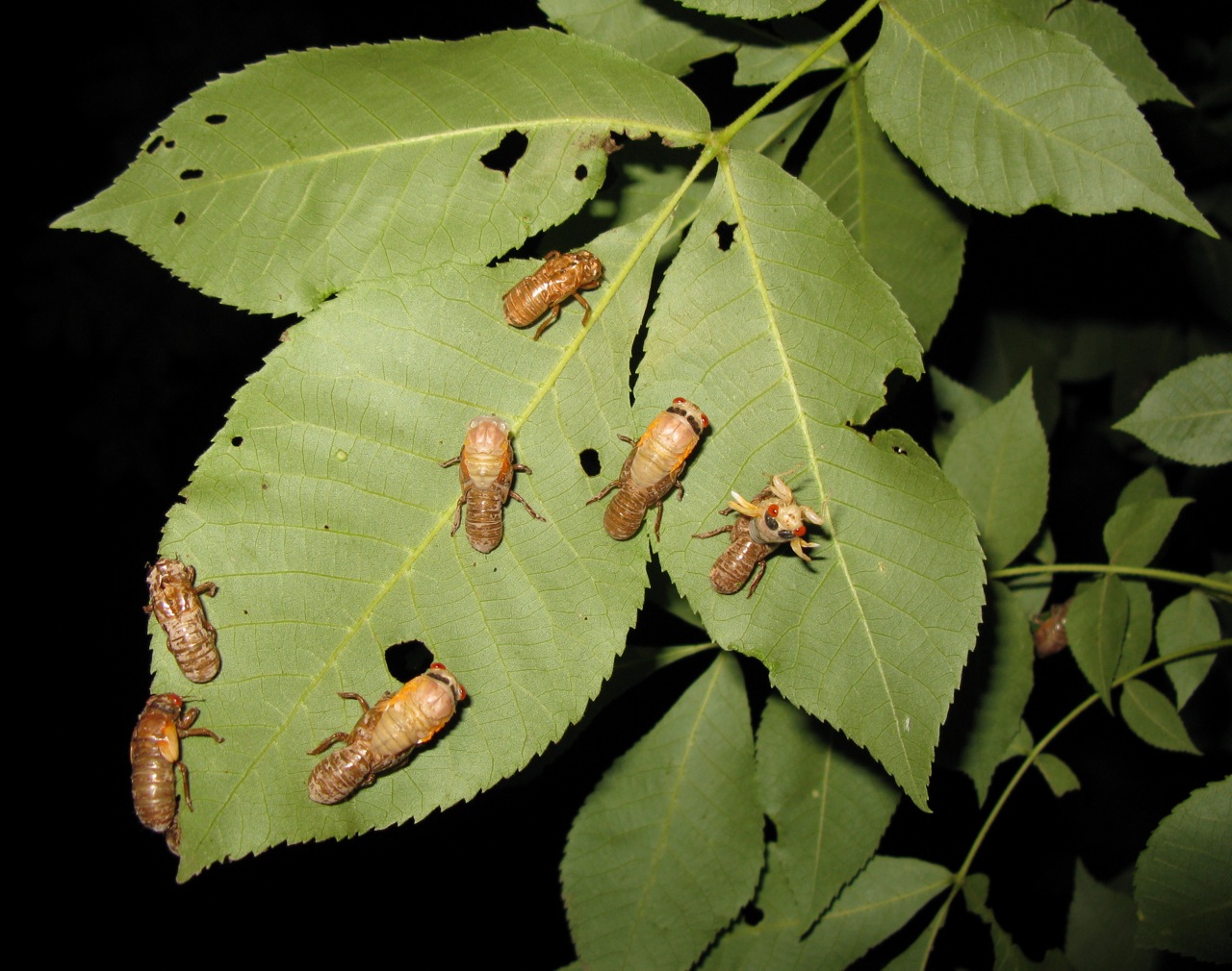 Neato Coolville: KINGDOM OF THE CICADAS