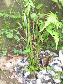 OTAK - ATIK ELEKTRONIK: Manfaat Daun Katu(k) dan Cara Unik ...