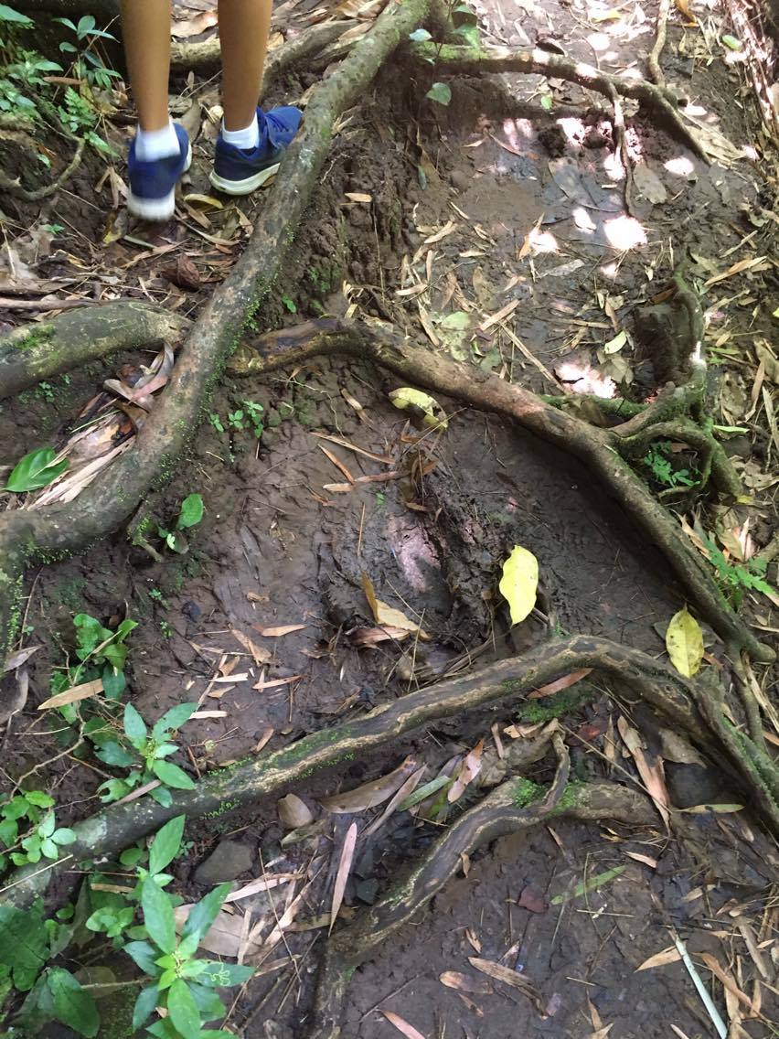 Kids more fun in the Philippines.: Mount Makiling Trail with kids