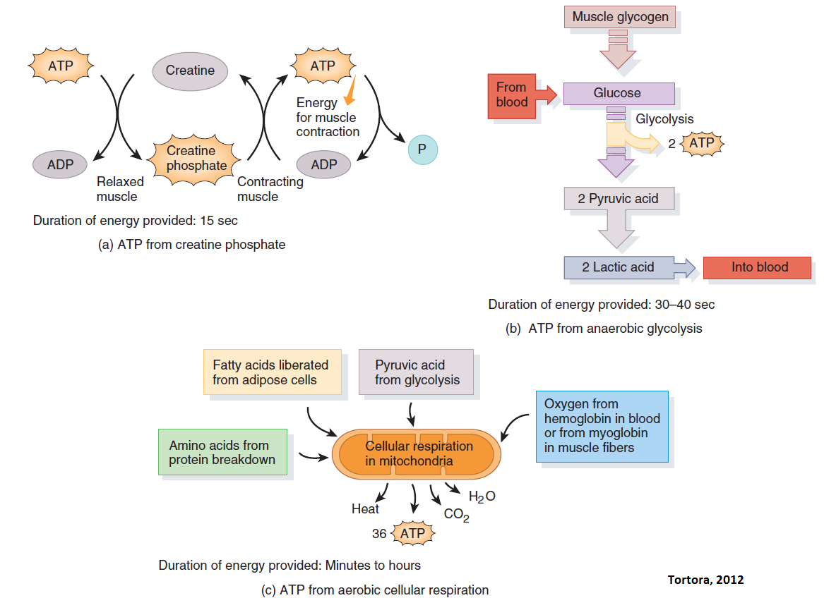 matarasakata: About Muscle: Sumber Energi Untuk Kontraksi Otot