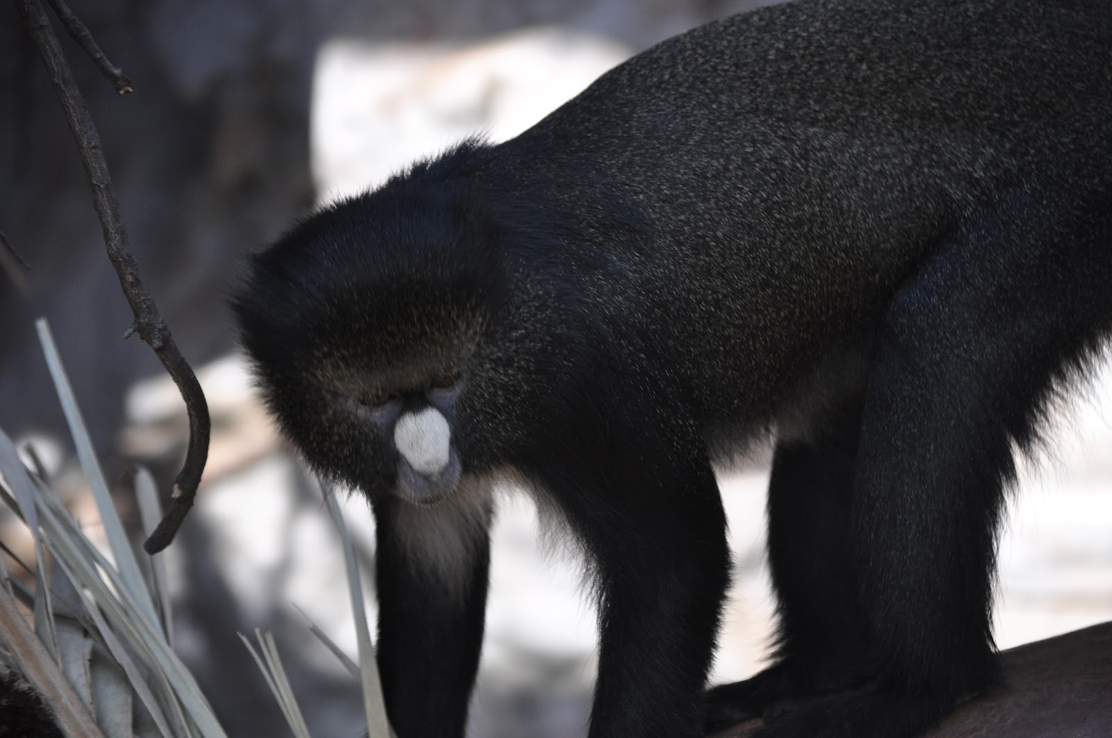 ZOOTOGRAFIANDO (6.100 ANIMALS): CERCOPITECO DE NARIZ BLANCA / PUTTY ...