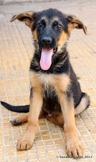 THE VIEW FROM FEZ: German Shepherds for Adoption in Fez