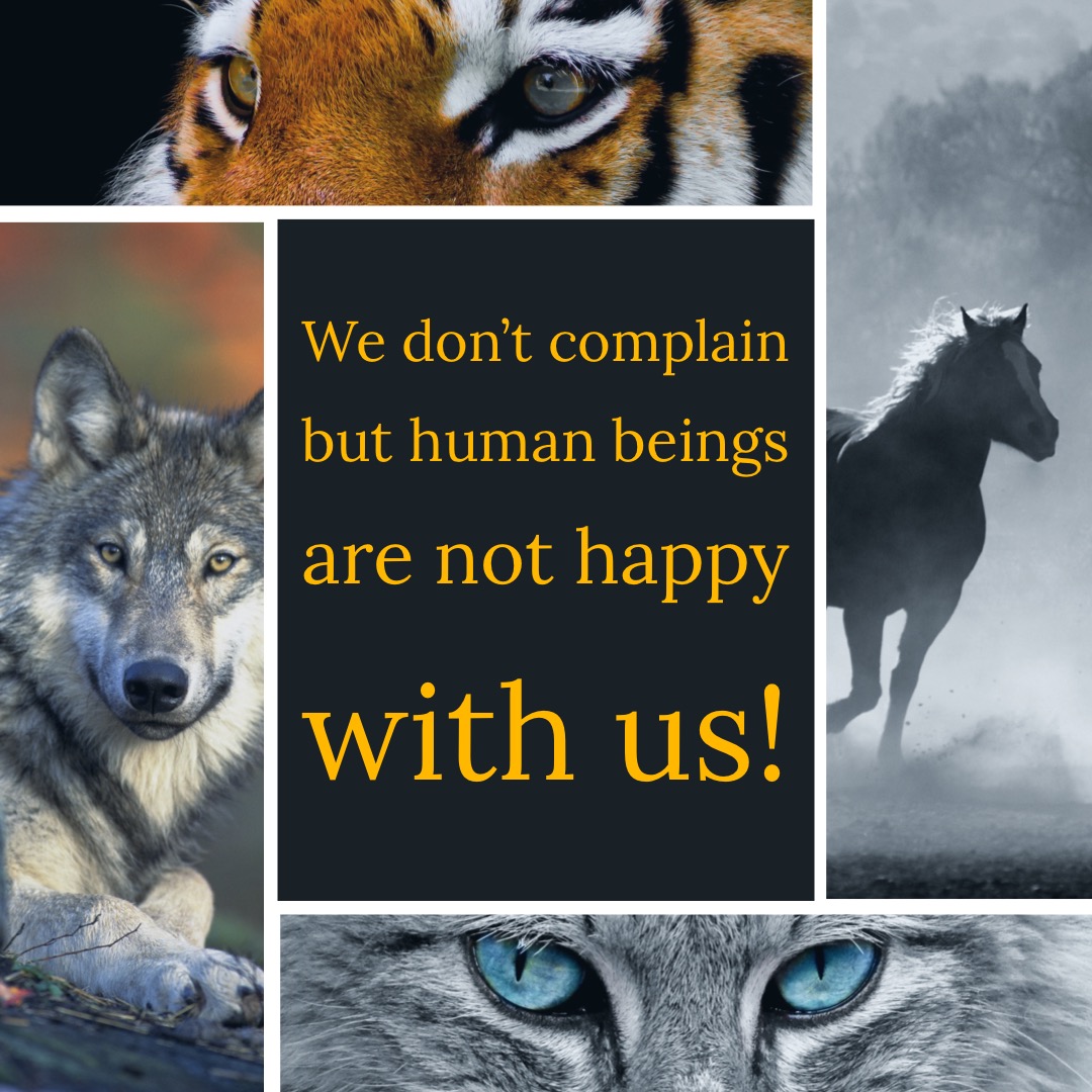 Animals and complain!