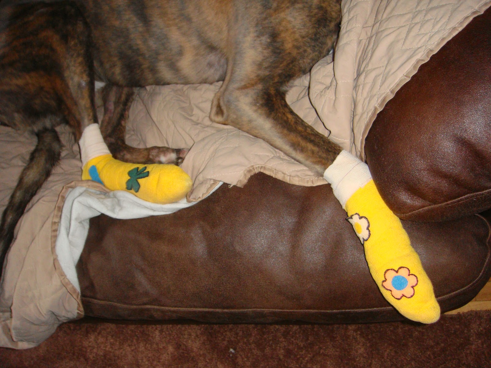 Northern Lights Greyhound Adoption Dog Blog: NLGA Photo Roundup ...