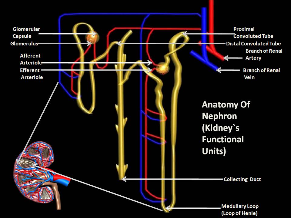Manash (Subhaditya Edusoft): URINARY SYSTEM: Filter System of Human Body