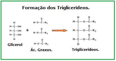 Química Fisiológica: Digestão e Absorção dos Lipídios