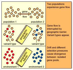 Biology Vocabulary Terms: Allopatric Speciation