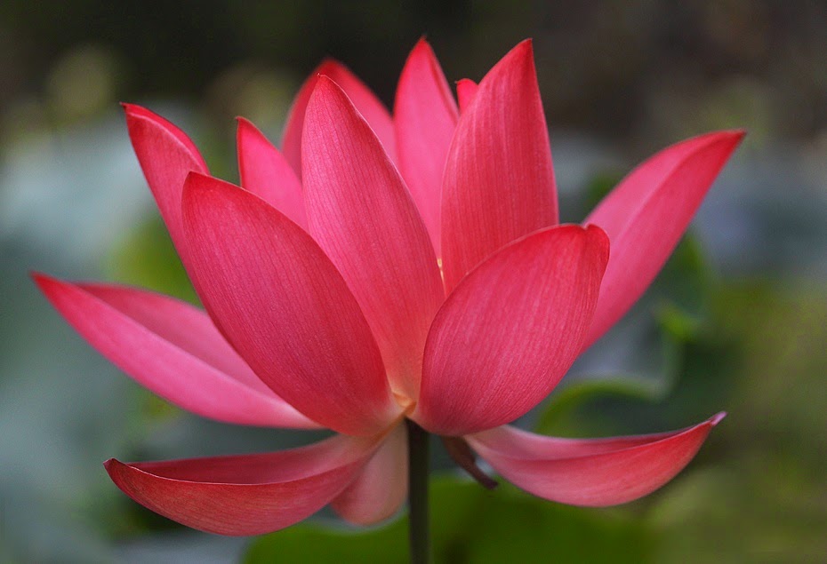 Red Lotus Flowers Wallpapers | Beautiful Flowers Wallpapers