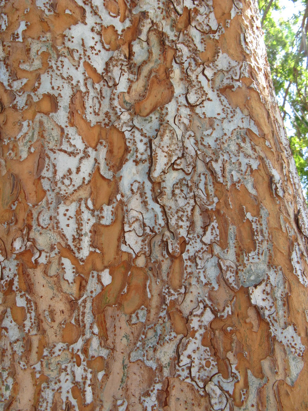 Trees of Santa Cruz County: Ulmus parvifolia - Chinese Elm