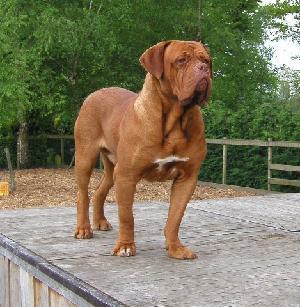 Puppies Pictures and Information